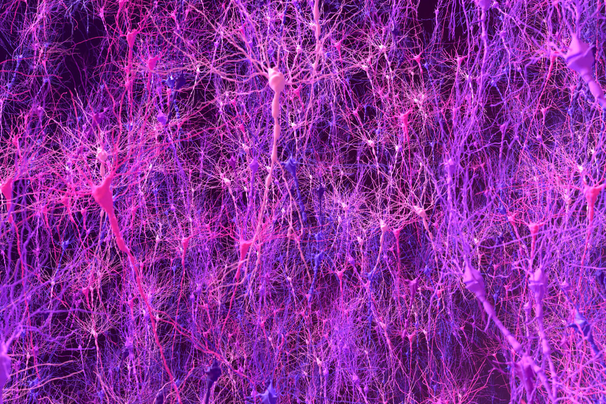IGF-1 for Brain Neuroplasticity | Nutronics Labs
