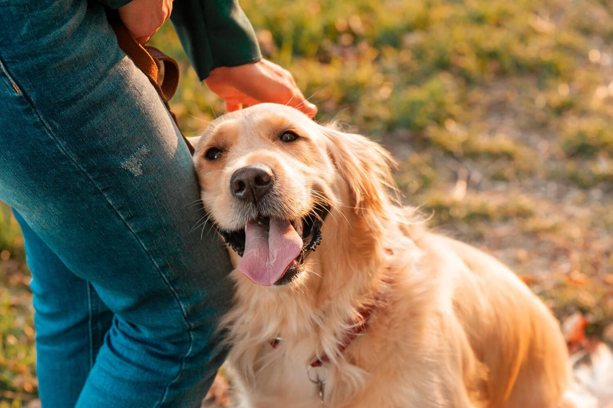 The Ultimate Guide to Deer Antler Velvet for Dogs: Benefits and Uses ...