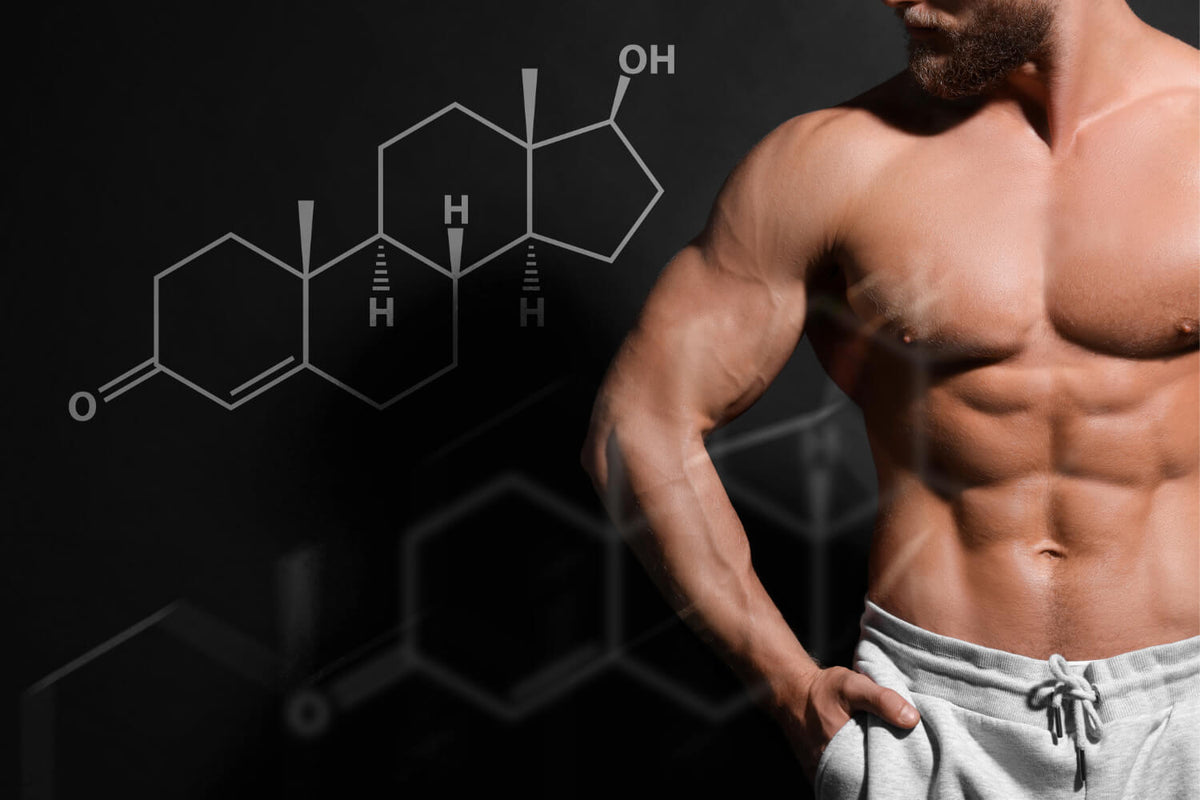 How Does A Testosterone Booster Work? | Nutronics Labs